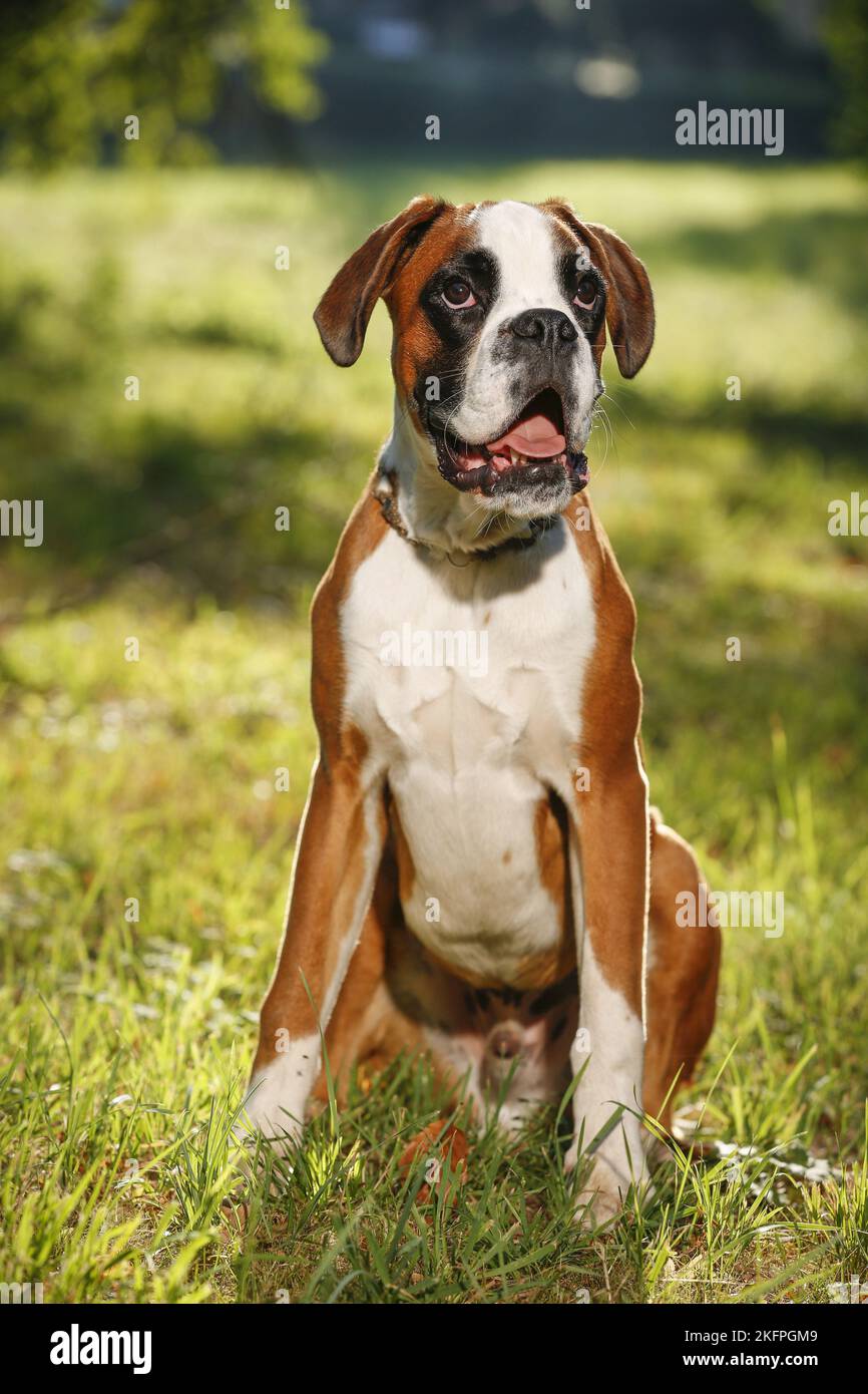 young German Boxer Stock Photo - Alamy