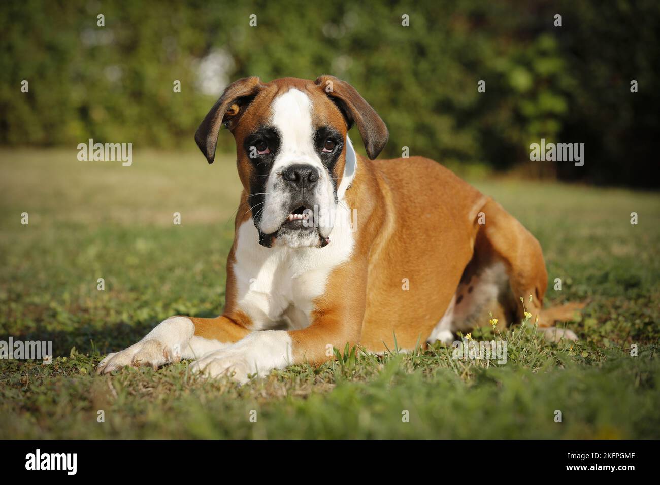 Side view young male boxer hi-res stock photography and images - Alamy