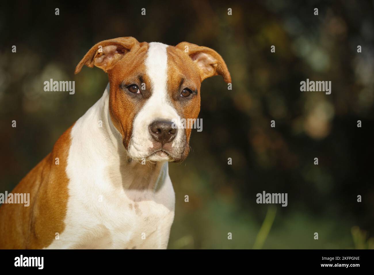 young American Staffordshire Terrier Stock Photo - Alamy