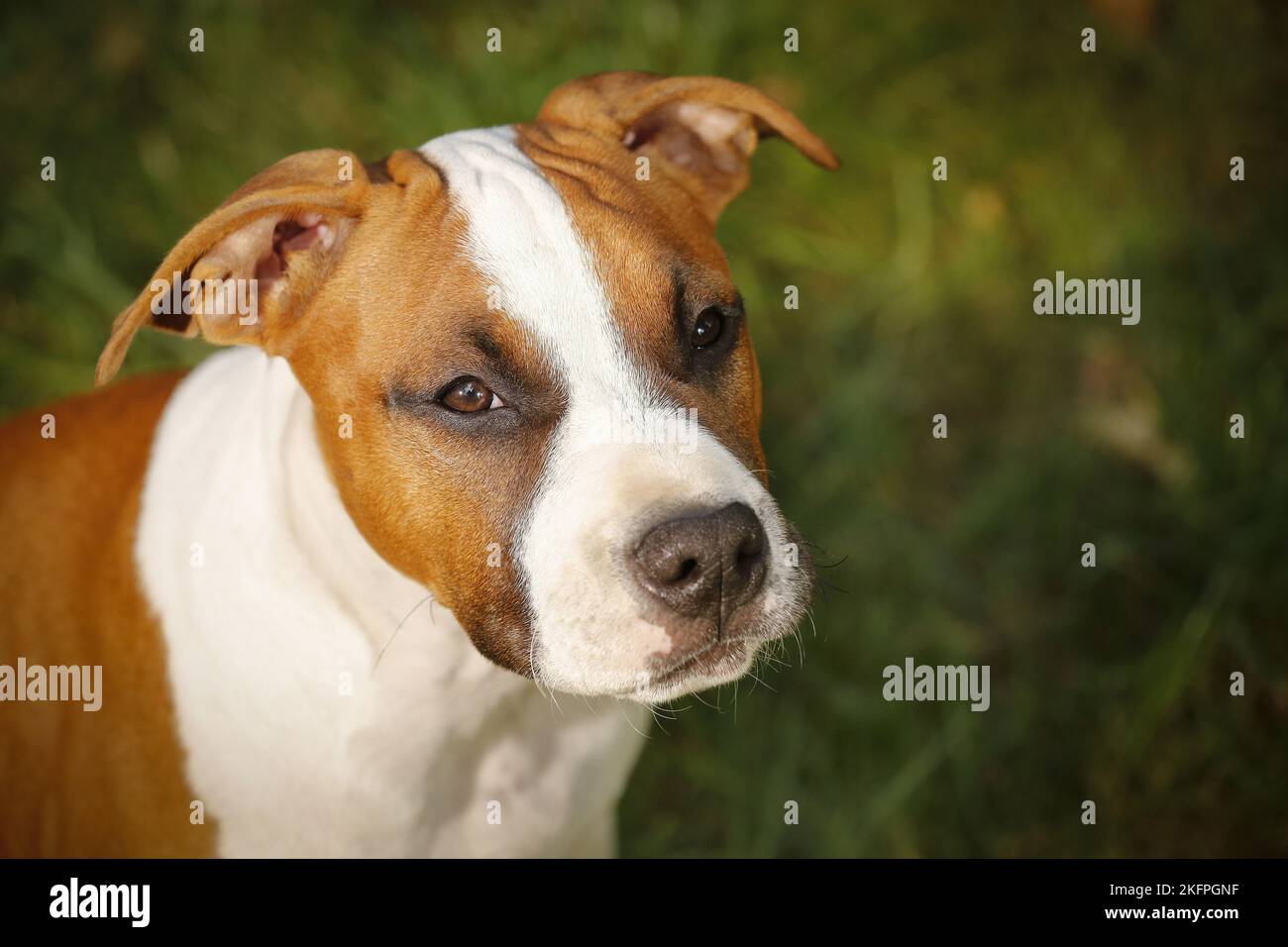young American Staffordshire Terrier Stock Photo - Alamy