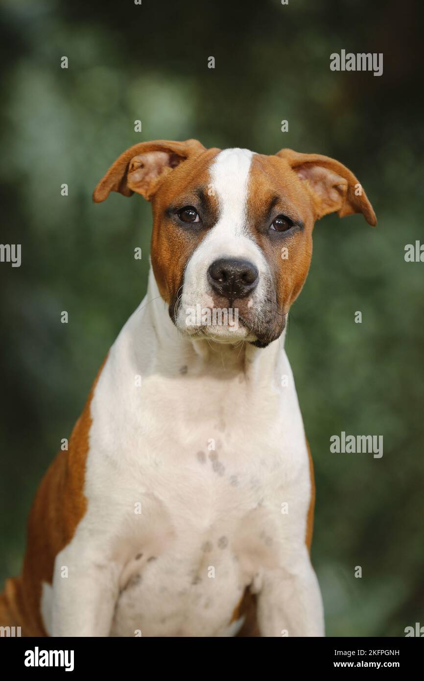 young American Staffordshire Terrier Stock Photo - Alamy