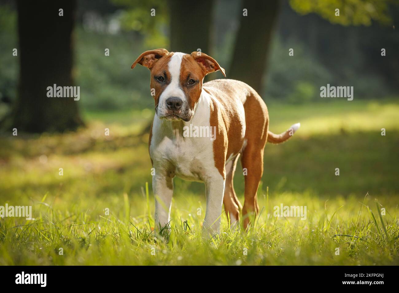 young American Staffordshire Terrier Stock Photo - Alamy