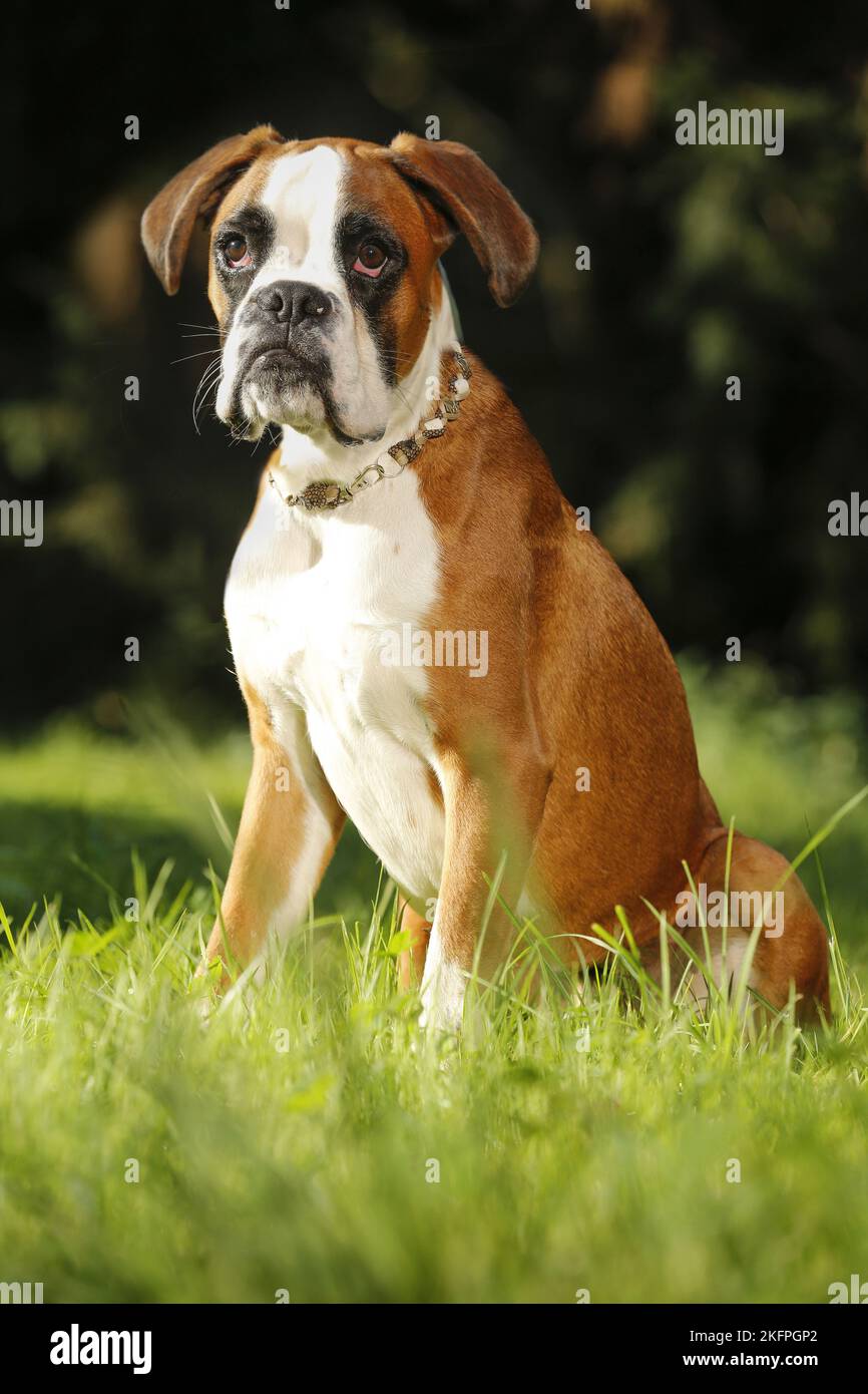 young German Boxer Stock Photo - Alamy