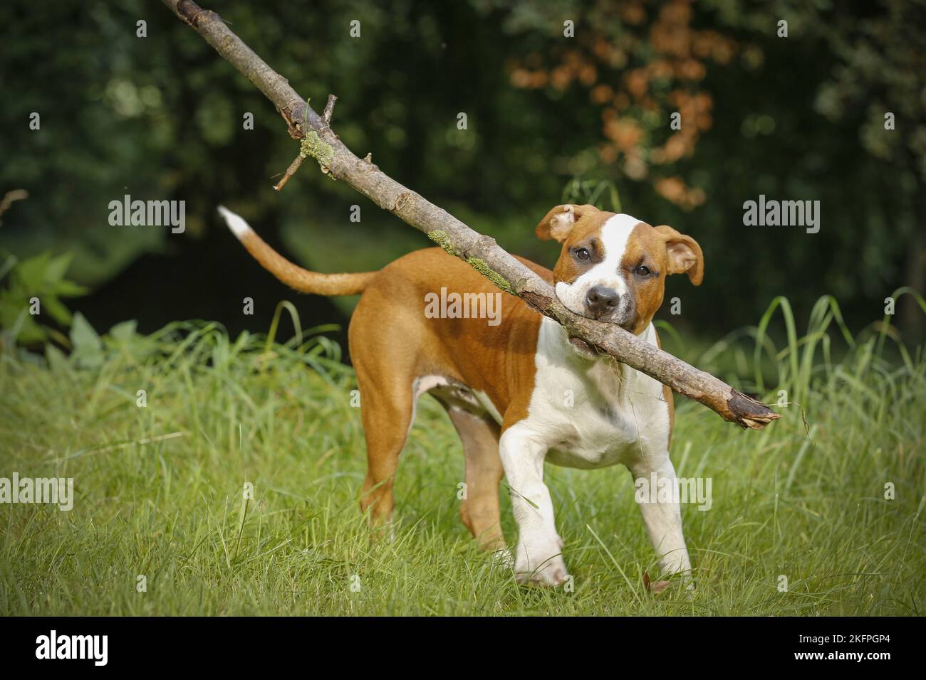 young American Staffordshire Terrier Stock Photo - Alamy