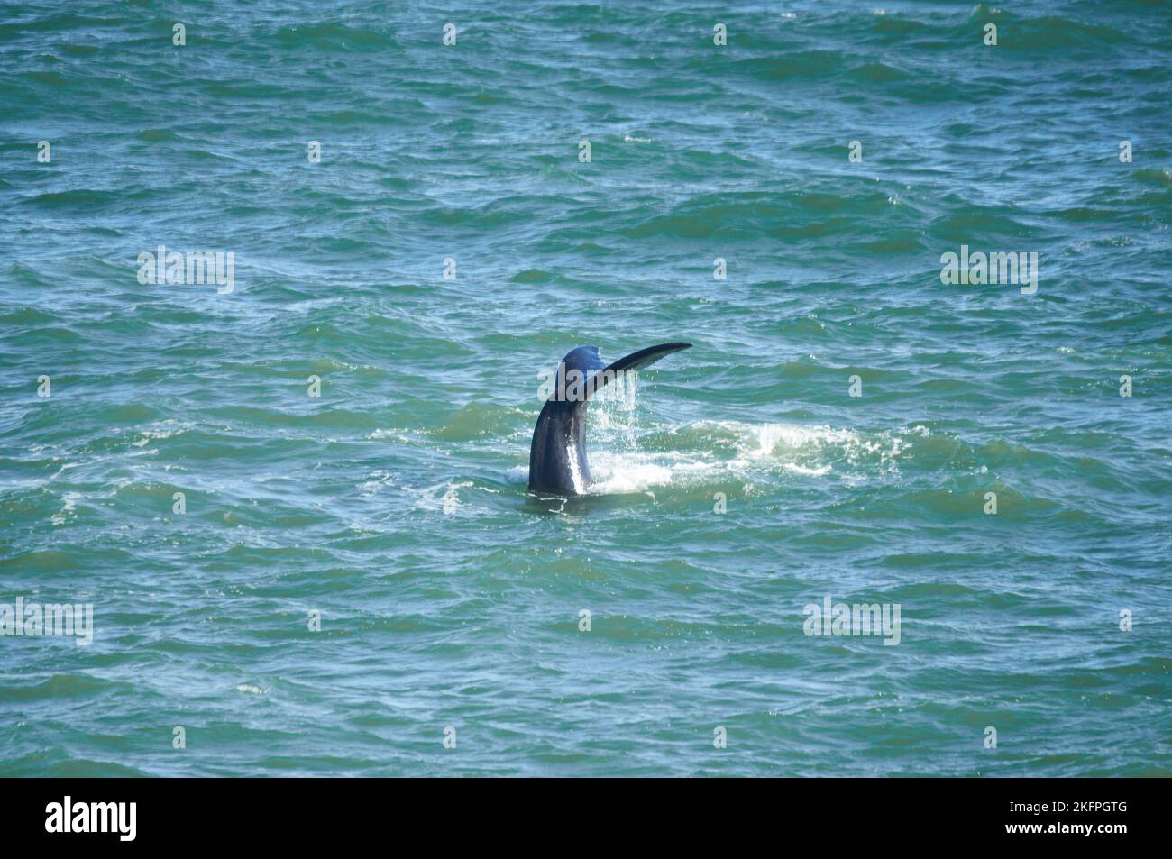 Southern Right whale calf tail slapping as seen from land-based site ...