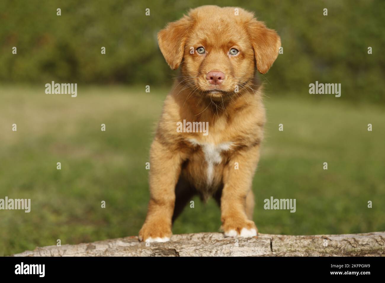Nova Scotia Duck Tolling Retriever Puppy Stock Photo - Alamy