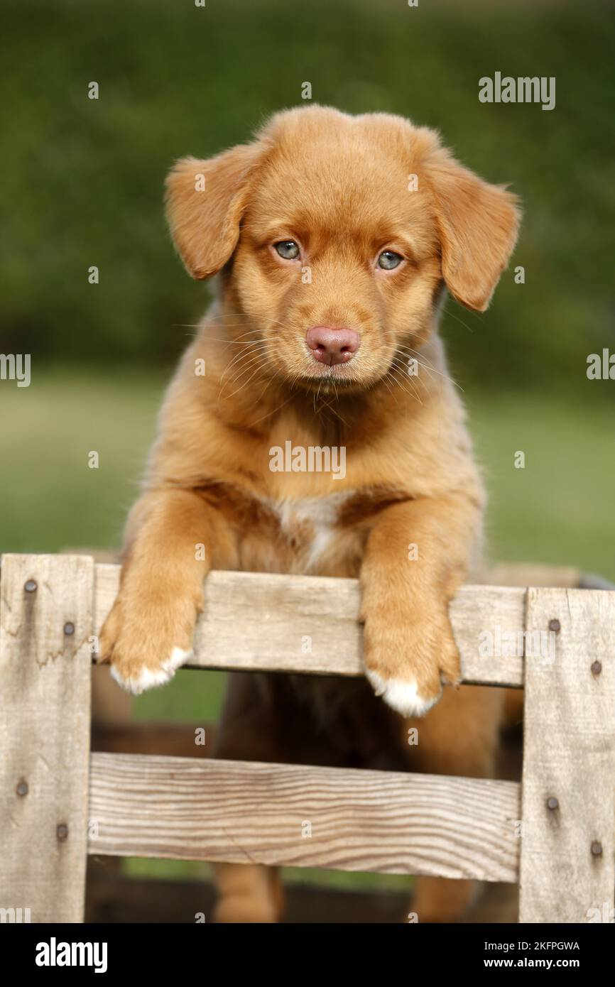 Nova Scotia Duck Tolling Retriever Puppy Stock Photo - Alamy