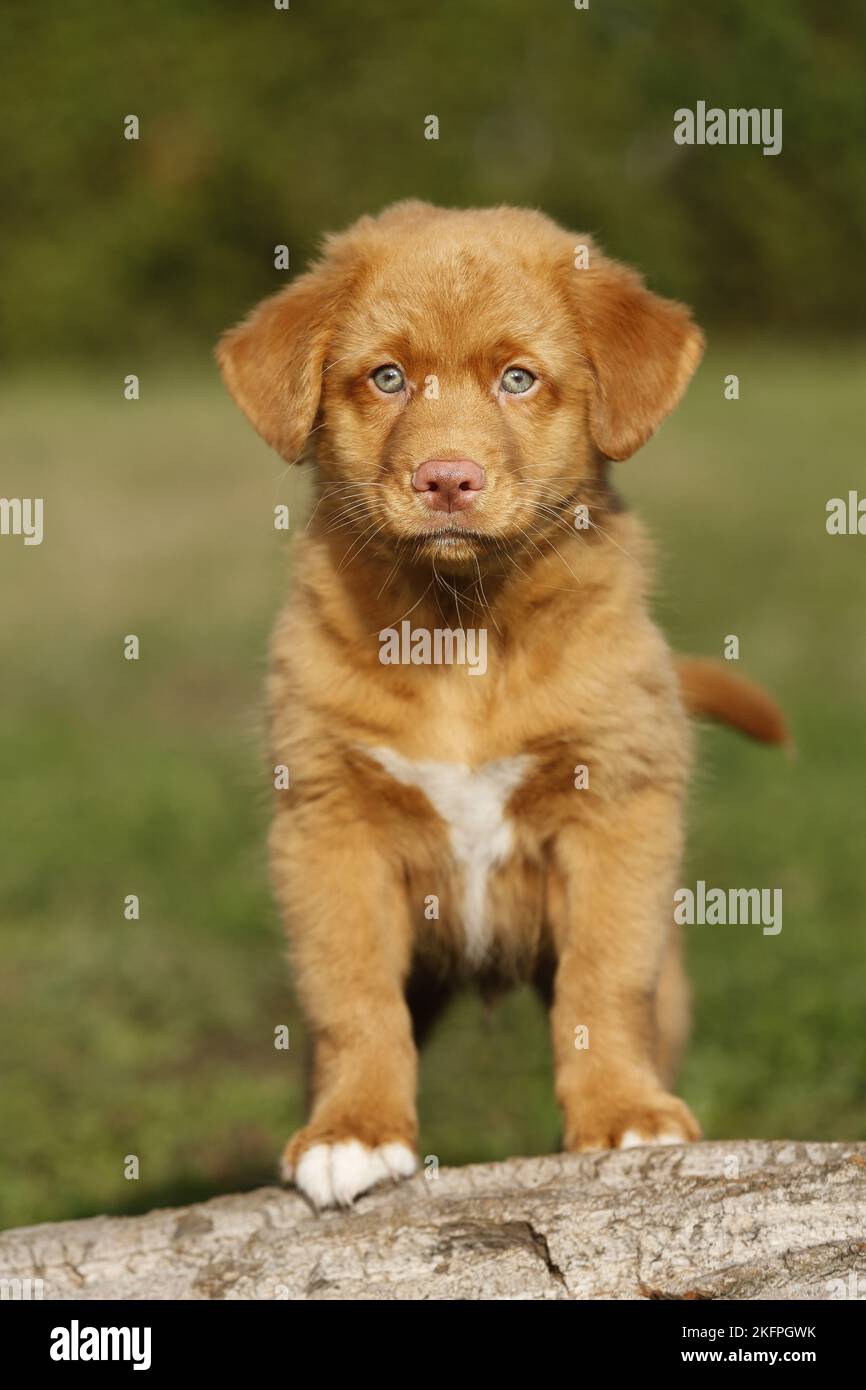 Nova Scotia Duck Tolling Retriever Puppy Stock Photo - Alamy