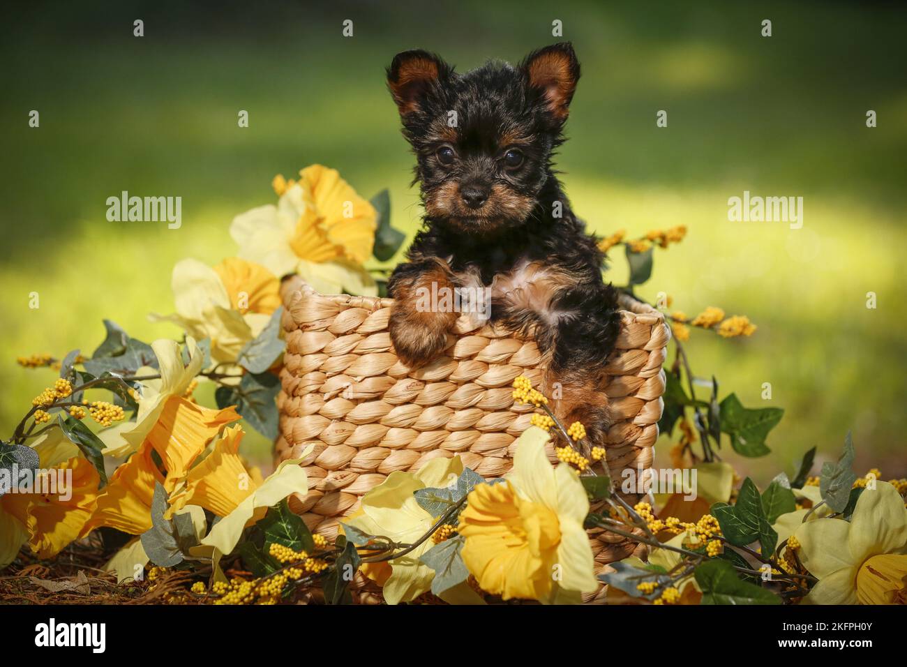 Yorkshire puppies in box hi-res stock photography and images - Alamy