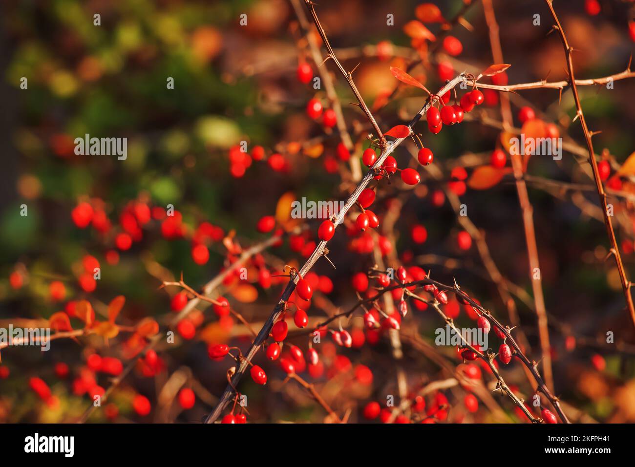 Red fruits of barberry on a branch in the autumn garden, close-up. Ripe ...