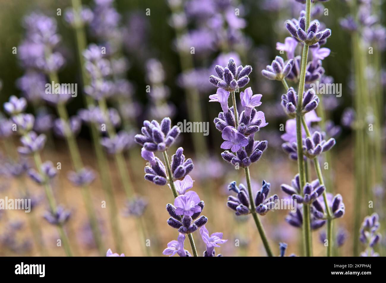 Horizontal photo. Close-up of a lavender flower in a lavender field ...
