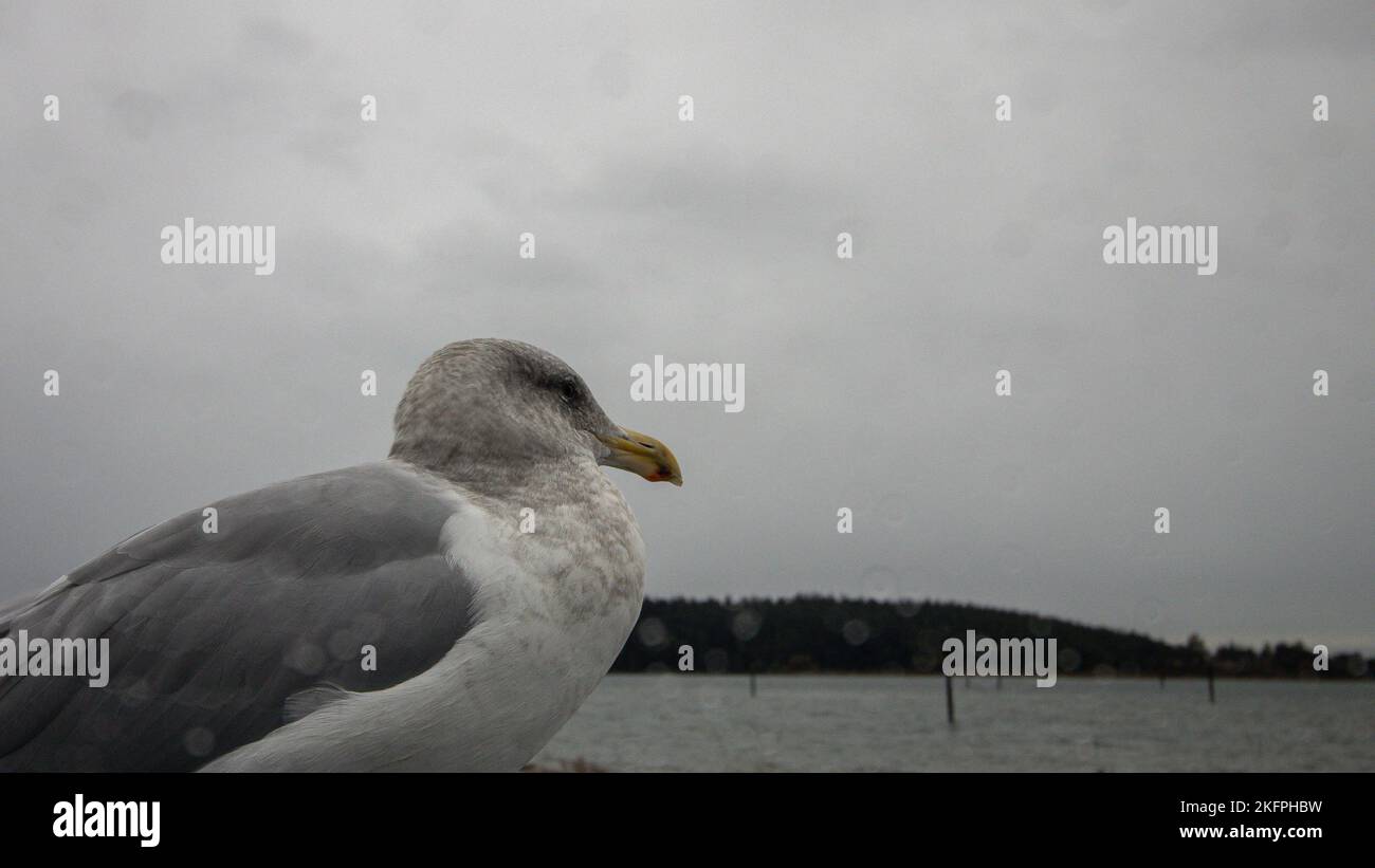 Seagull overlooking Whidbey Island Puget Sound Stock Photo - Alamy