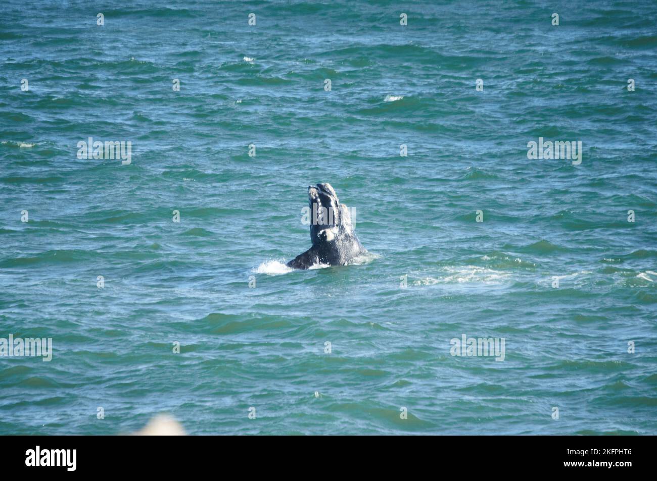 Southern Right whale calf breaching as seen from land-based site ...