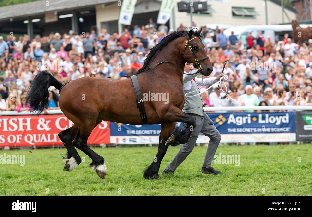 Royal welsh show 2022 hi-res stock photography and images - Alamy