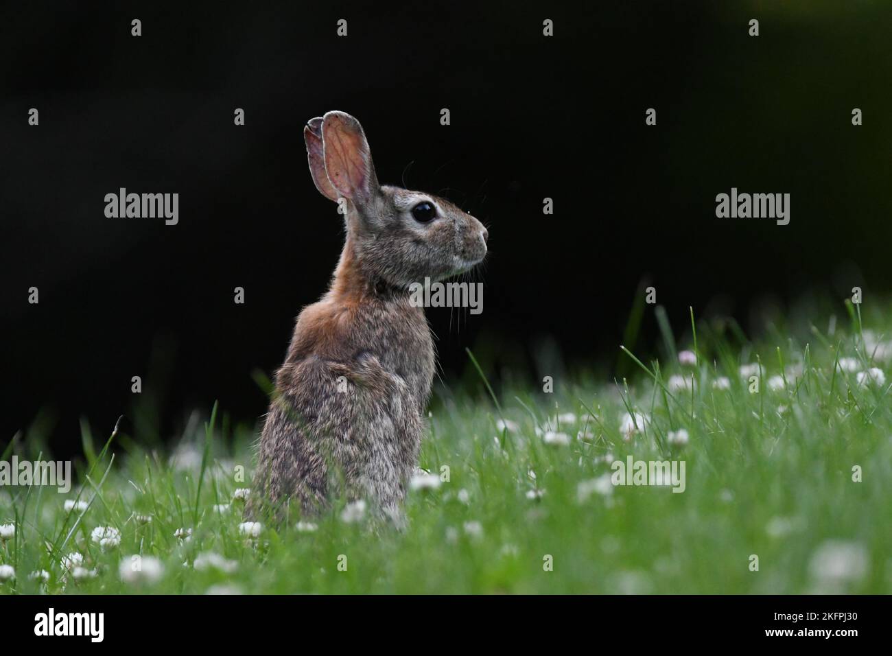 A rabbit looking up in a field of flowers Stock Photo - Alamy
