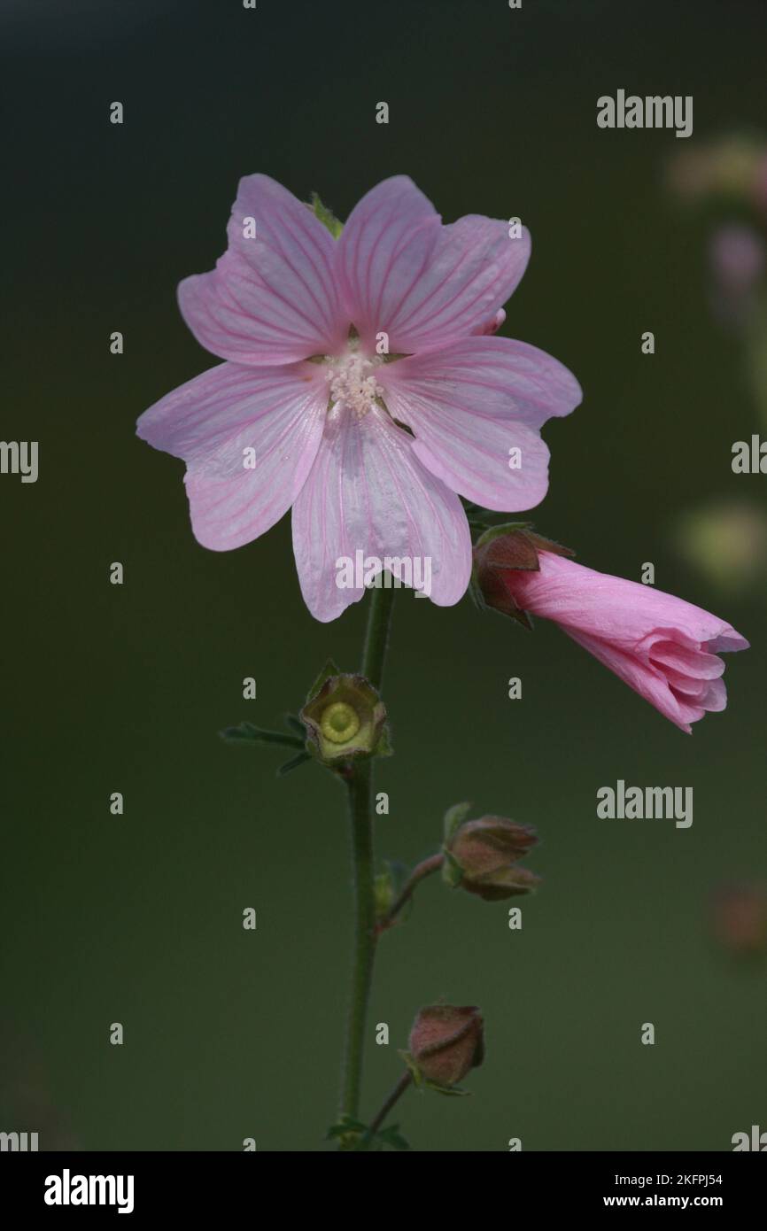 beautiful pink flower of a musk mallow Stock Photo - Alamy