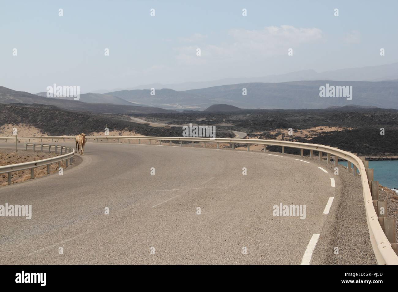 A camel on the road on the way to Lake Assal, Djibouti Stock Photo - Alamy
