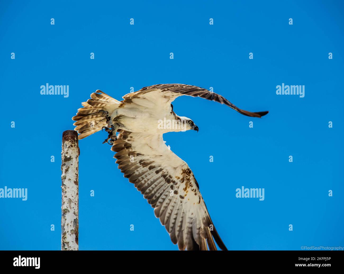 An osprey flying against a clear blue sky in Moucha island, Djibouti ...