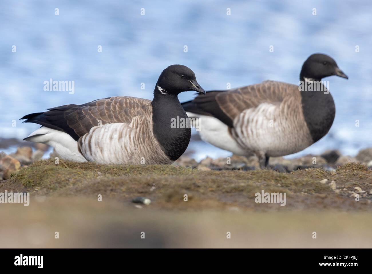 Brant Goose (Branta bernicla hrota), two adults standing on the ground ...