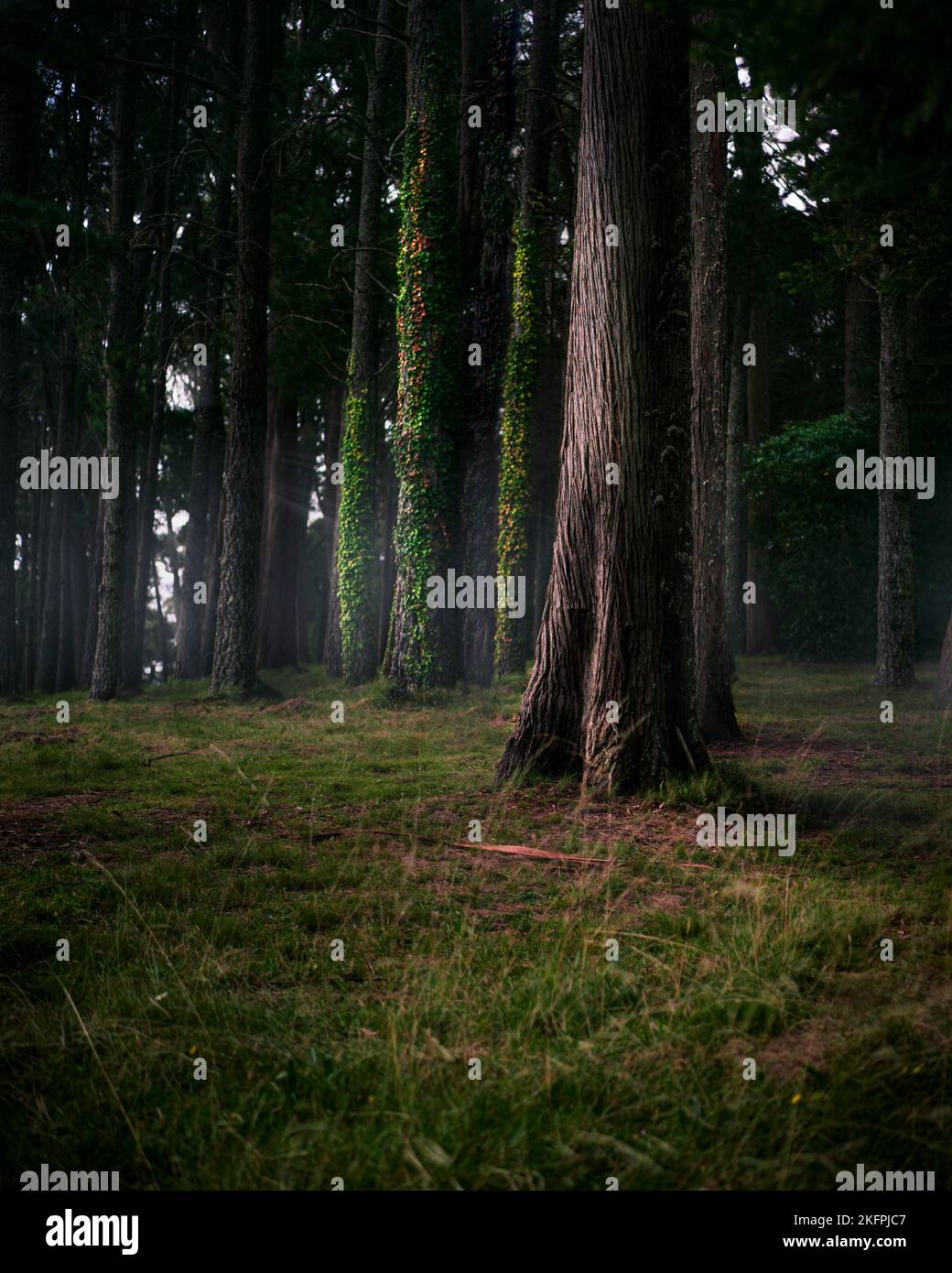A vertical shot of a beautiful forest landscape Stock Photo - Alamy