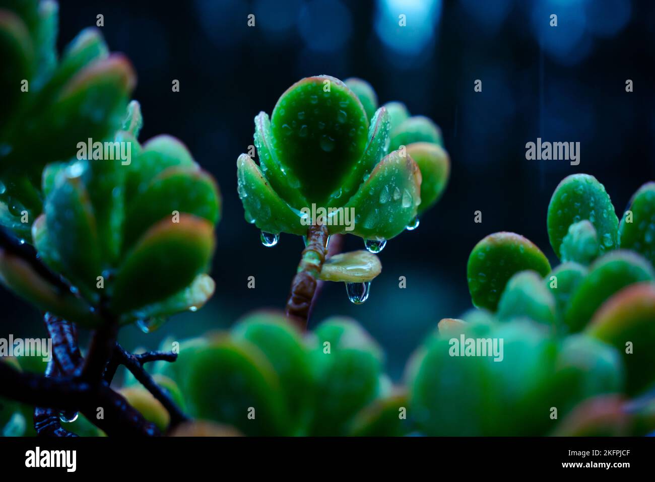 A closeup shot of waterdrops of a plant Stock Photo - Alamy