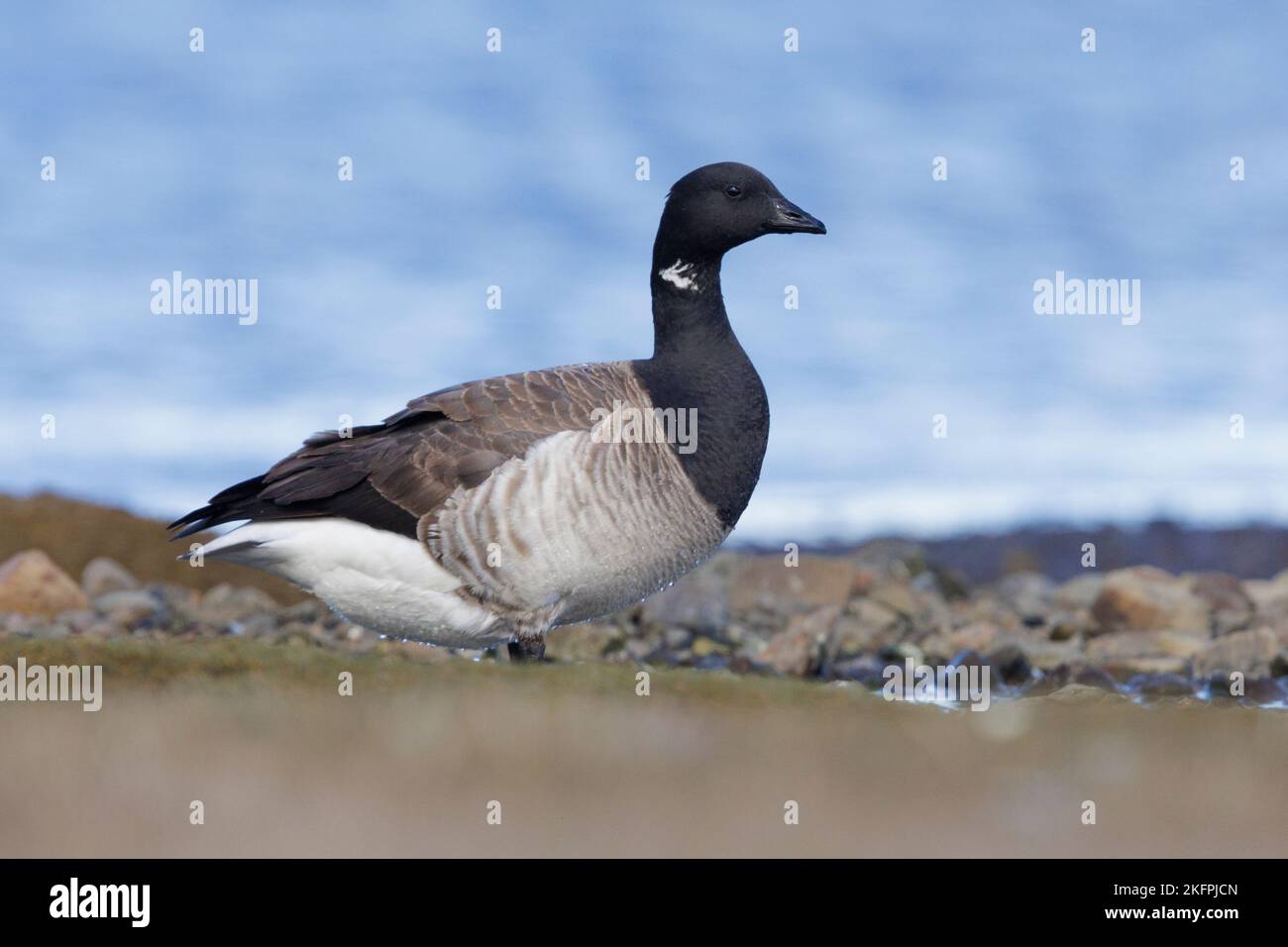 Brant Goose (Branta bernicla hrota), side view of an adult standing on ...