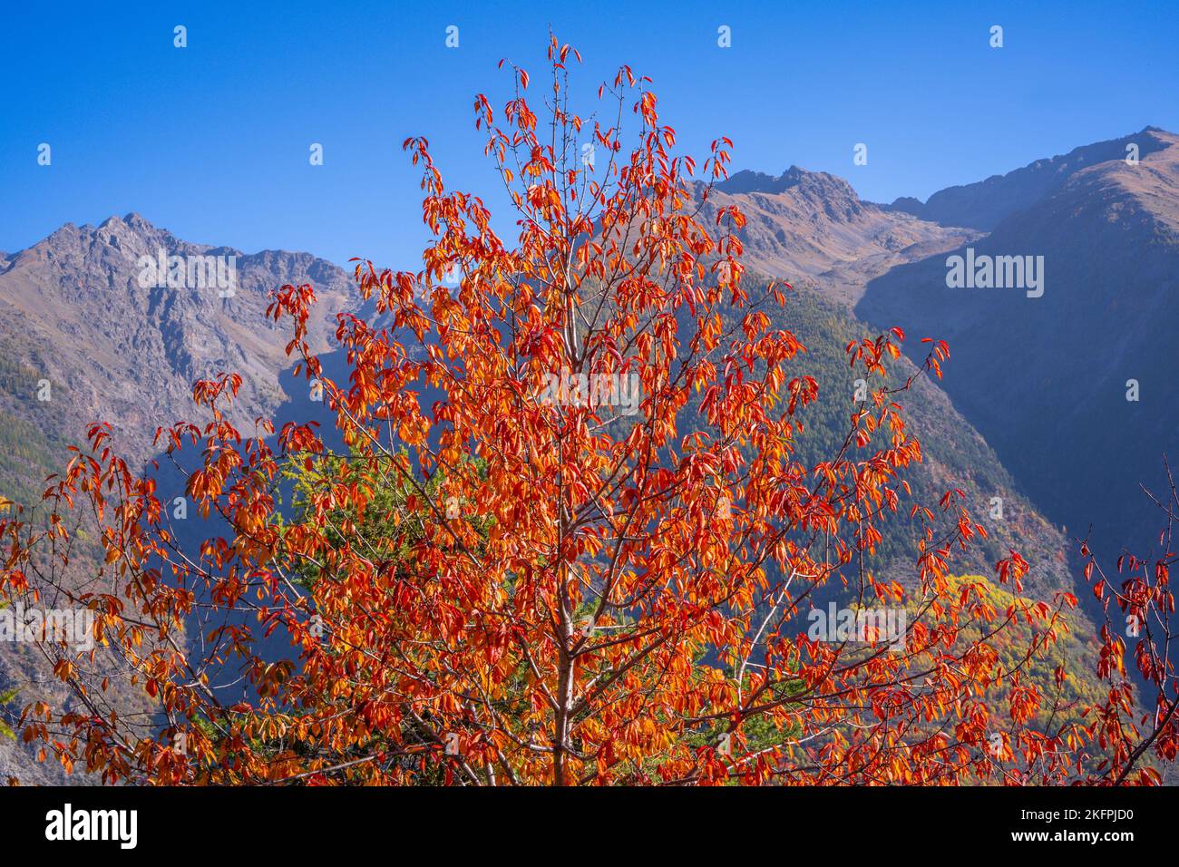 Beautiful autumn tree over mountains background. Blue sky, red and ...