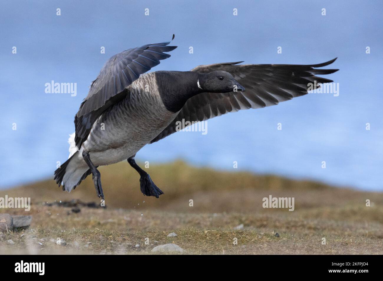 Brant Goose (Branta bernicla hrota), adult in flight, Capital Region ...