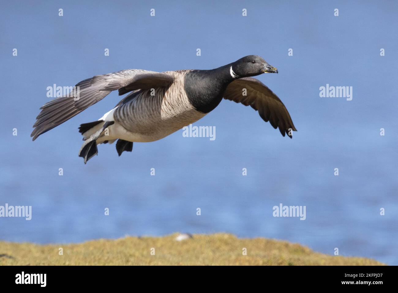 Brant Goose (Branta bernicla hrota), adult in flight, Capital Region ...