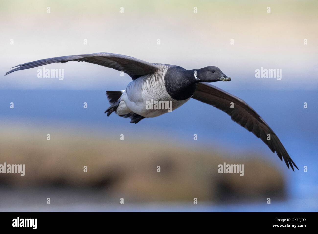 Brant Goose (Branta bernicla hrota), adult in flight, Capital Region ...