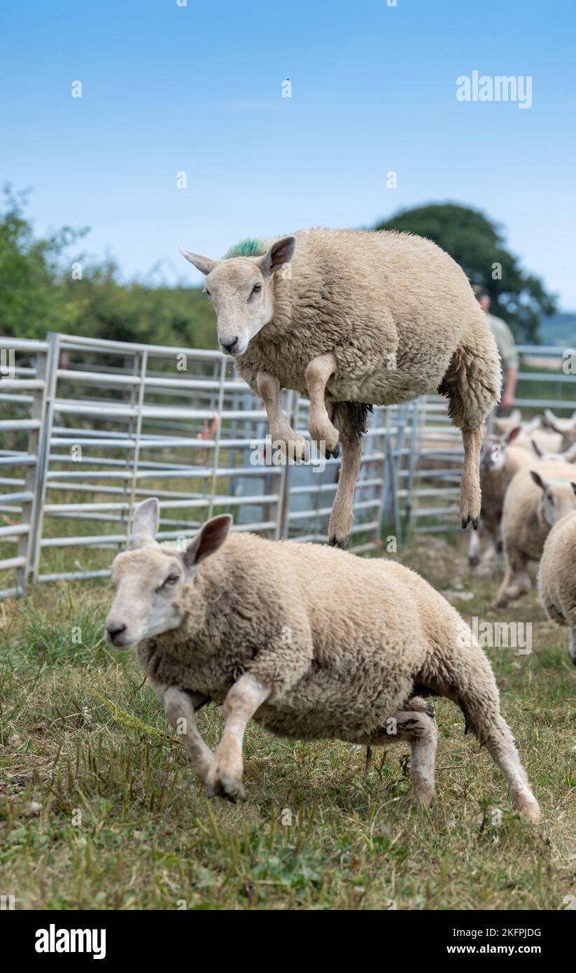 Grass fed happy sheep hi-res stock photography and images - Alamy