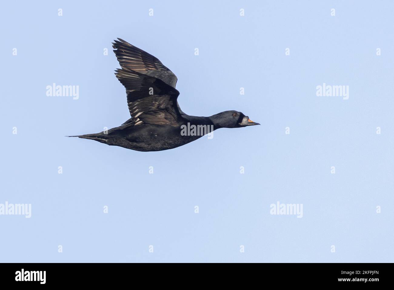 Common scoter (Melanitta nigra), side view of an adult male in flight ...