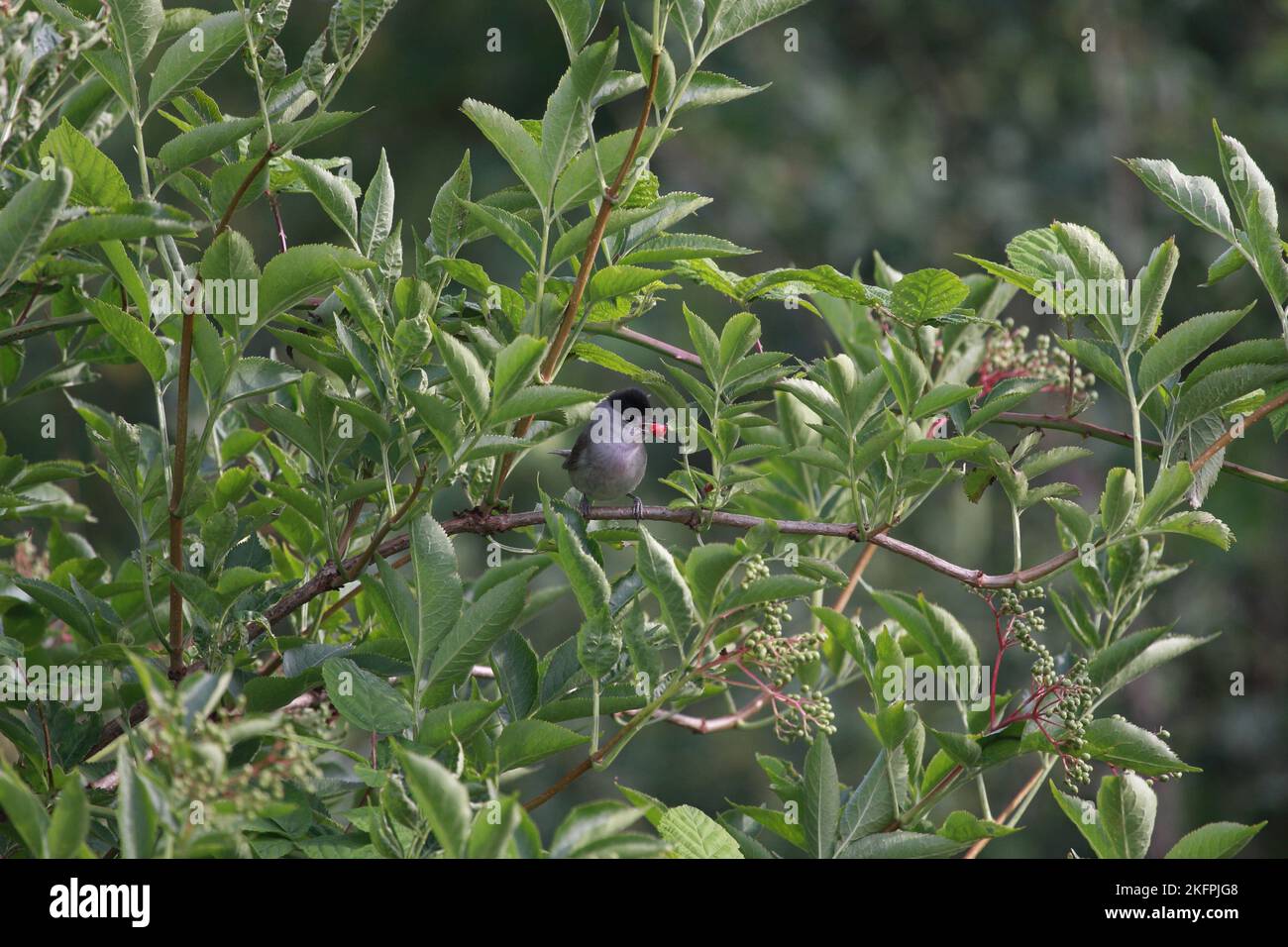 male eurasian blackcap sitting in a shrub Stock Photo - Alamy