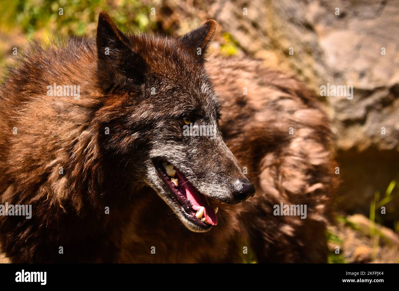 Dark Brown Timber Wolf
