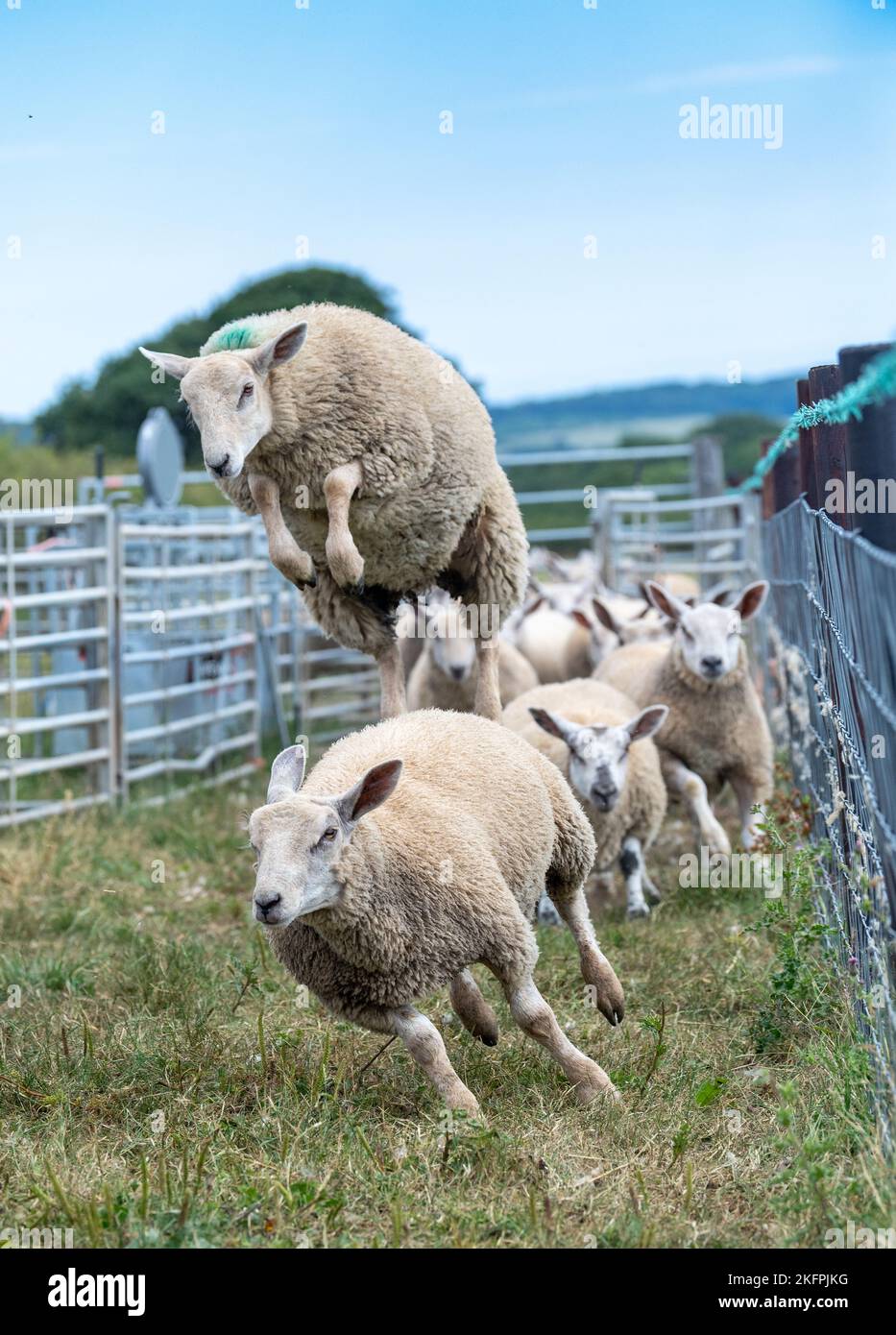 Grass fed happy sheep hi-res stock photography and images - Alamy