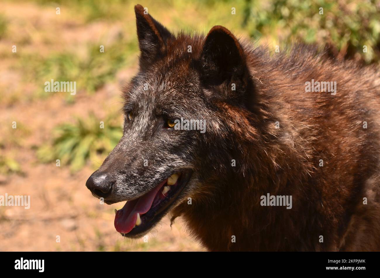 Dark Brown Timber Wolf