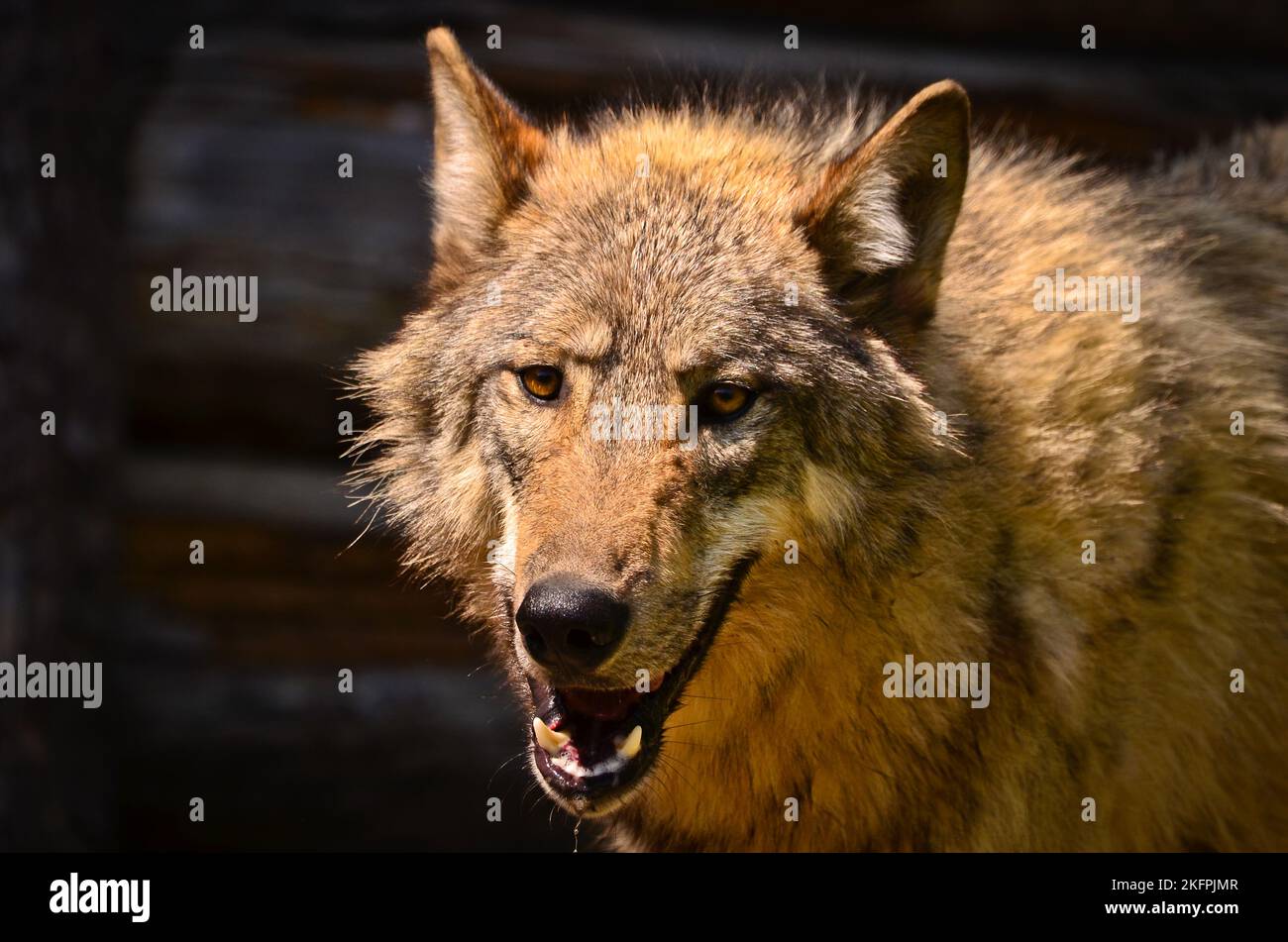icy, glass, brown, flatlay, ground, tree, temperature, freezing rain ...