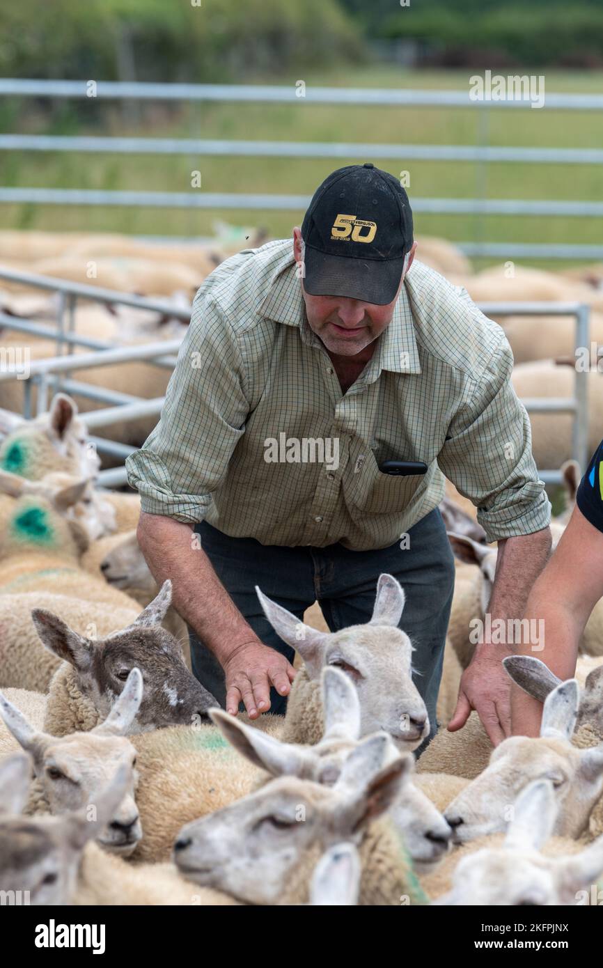 Shepherd handling lambs back to check baody condition and make sure ...