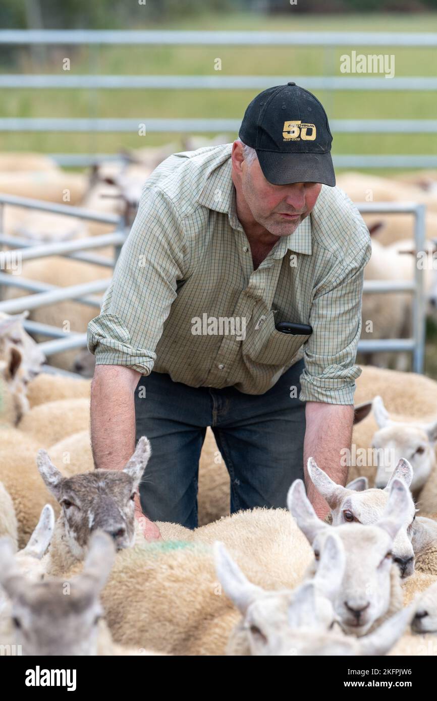 Shepherd handling lambs back to check baody condition and make sure ...