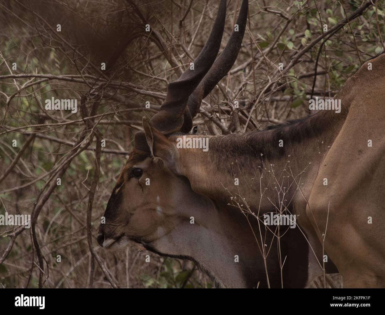 A closeup of a brown Eland antelope in Bandia Reserve Senegal ...