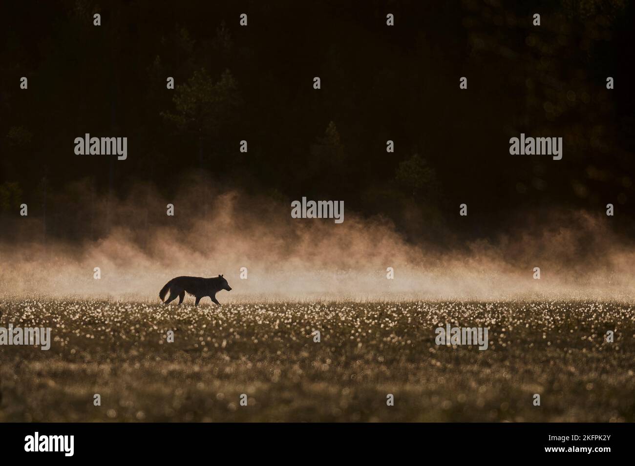 Europe lapland hi-res stock photography and images - Alamy