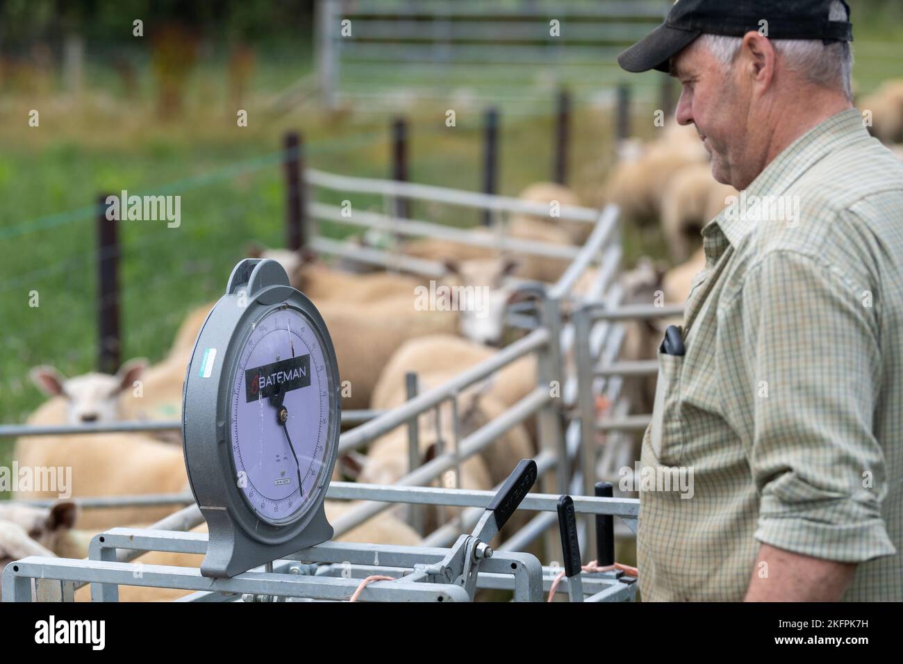 Weighing a sheep hi-res stock photography and images - Alamy