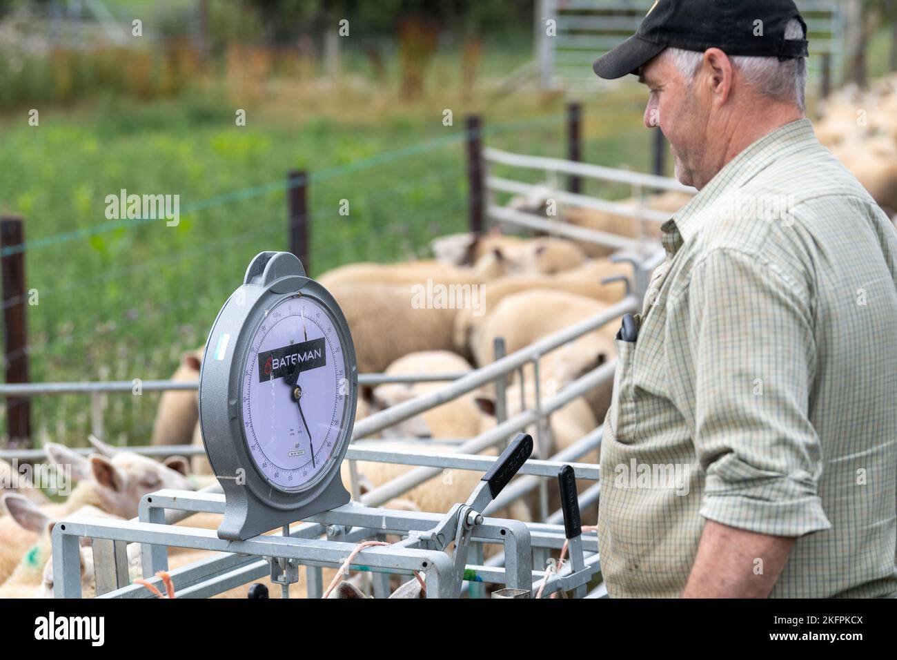 Farmer weighing lambs in a weigh crate to check that they are ready for ...
