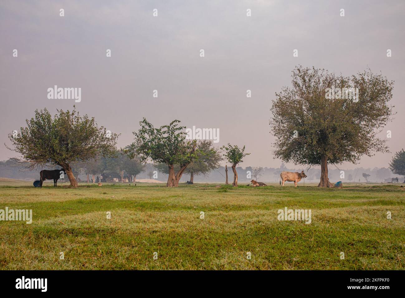 Cows standing under a tree hi-res stock photography and images - Alamy