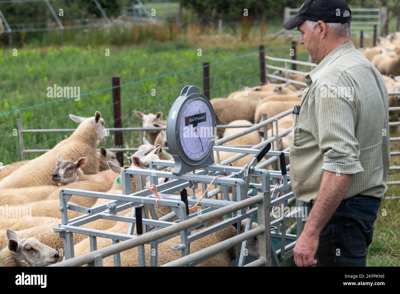 Farmer weighing lambs in a weigh crate to check that they are ready for ...