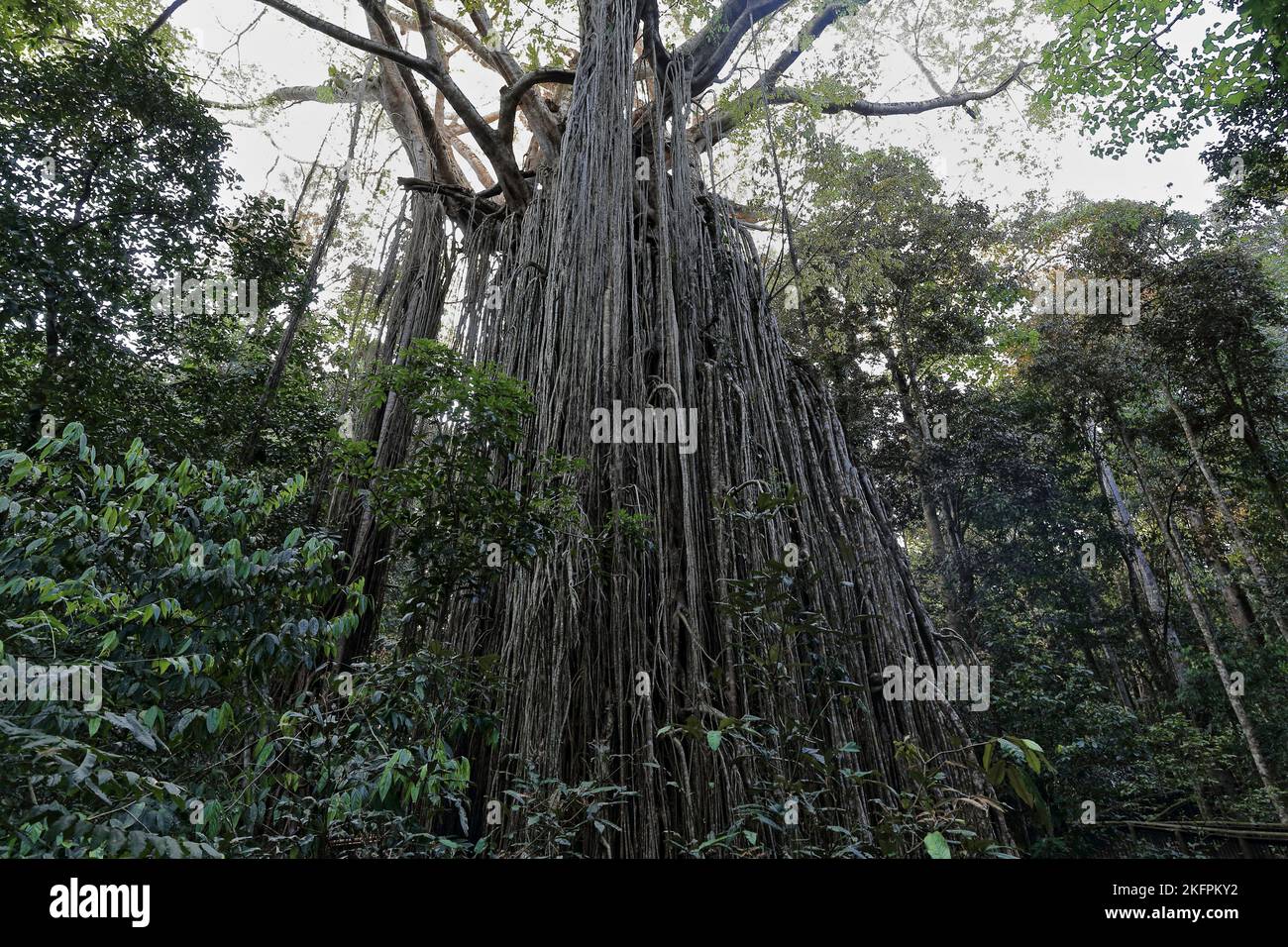 268 The so-called Curtain Fig Tree, giant rainforest strangler fig near ...