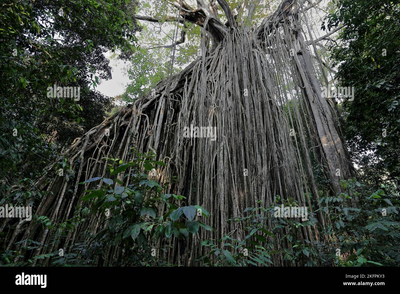 269 The so-called Curtain Fig Tree, giant rainforest strangler fig near ...