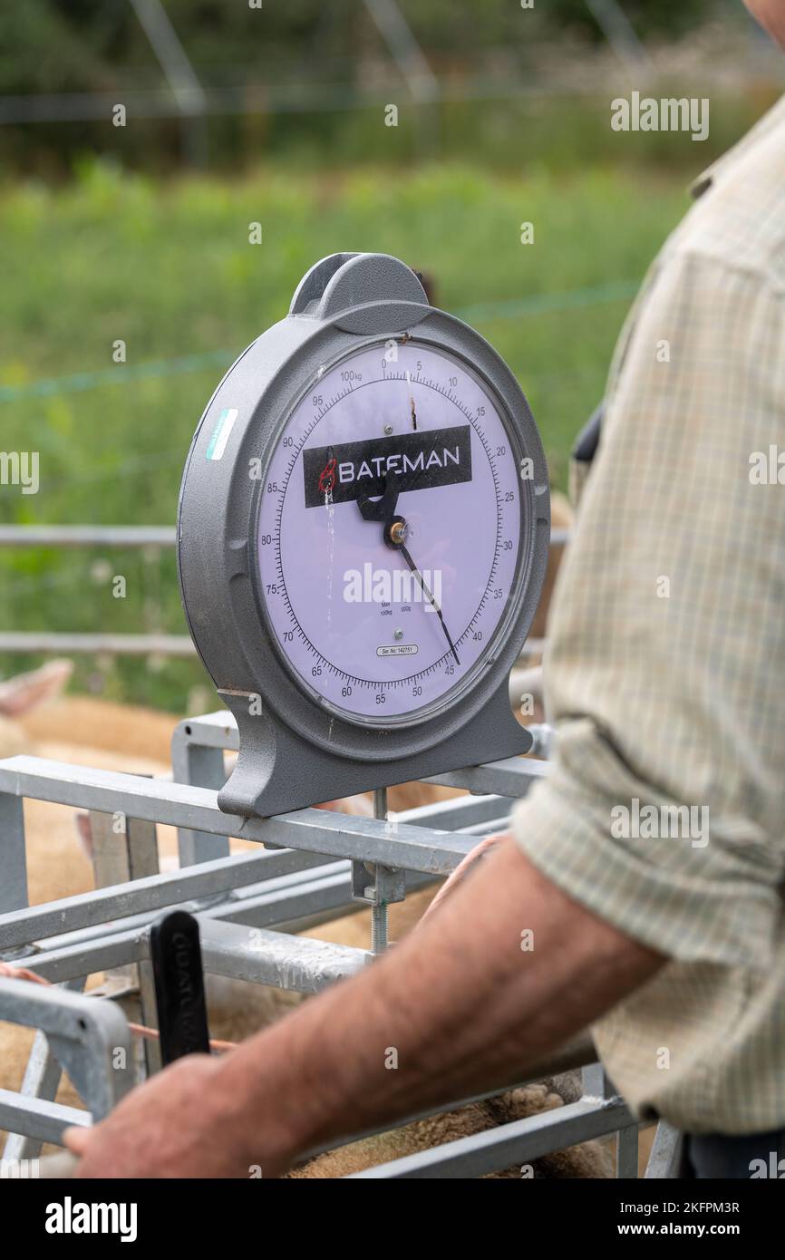 Weighing a farm animal hi-res stock photography and images - Alamy