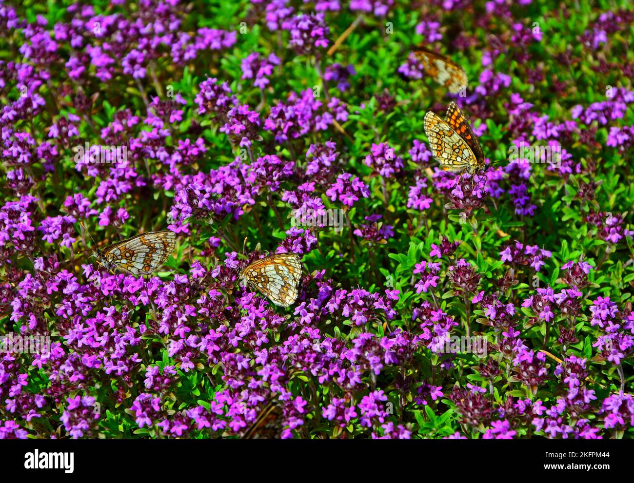 On wild thyme thymus hi-res stock photography and images - Alamy
