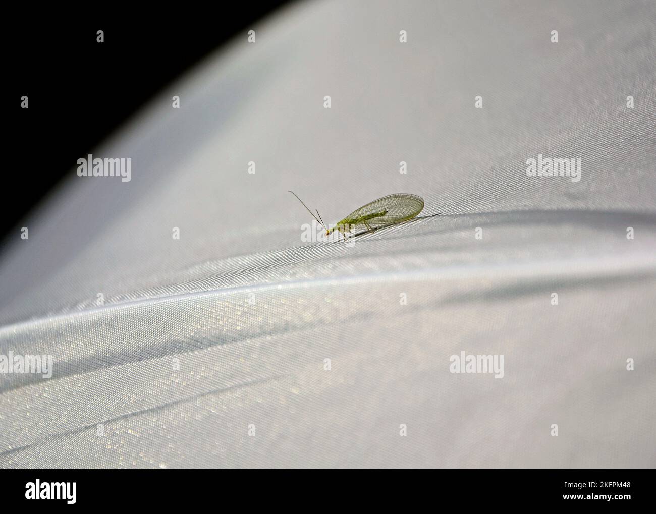 Green lace wings hi-res stock photography and images - Alamy